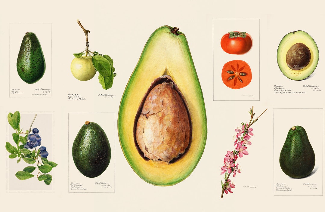 80+ Royal Charles Steadman HQ Printable Illustrations Avocado Fruits ...