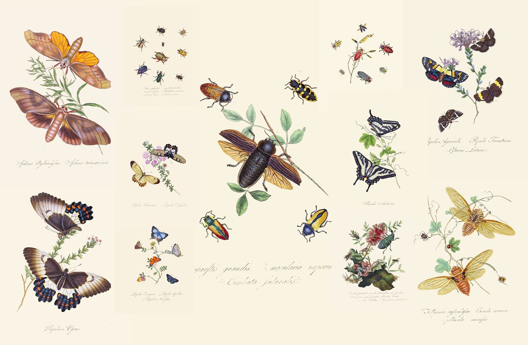 Edward Donovan an Epitome of the Natural History of the Insects of New ...