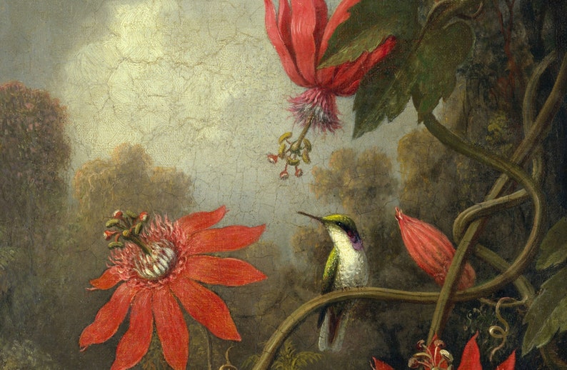 40 Martin Johnson Heade HQ Printable Paintings Orchids Hummingbirds ...