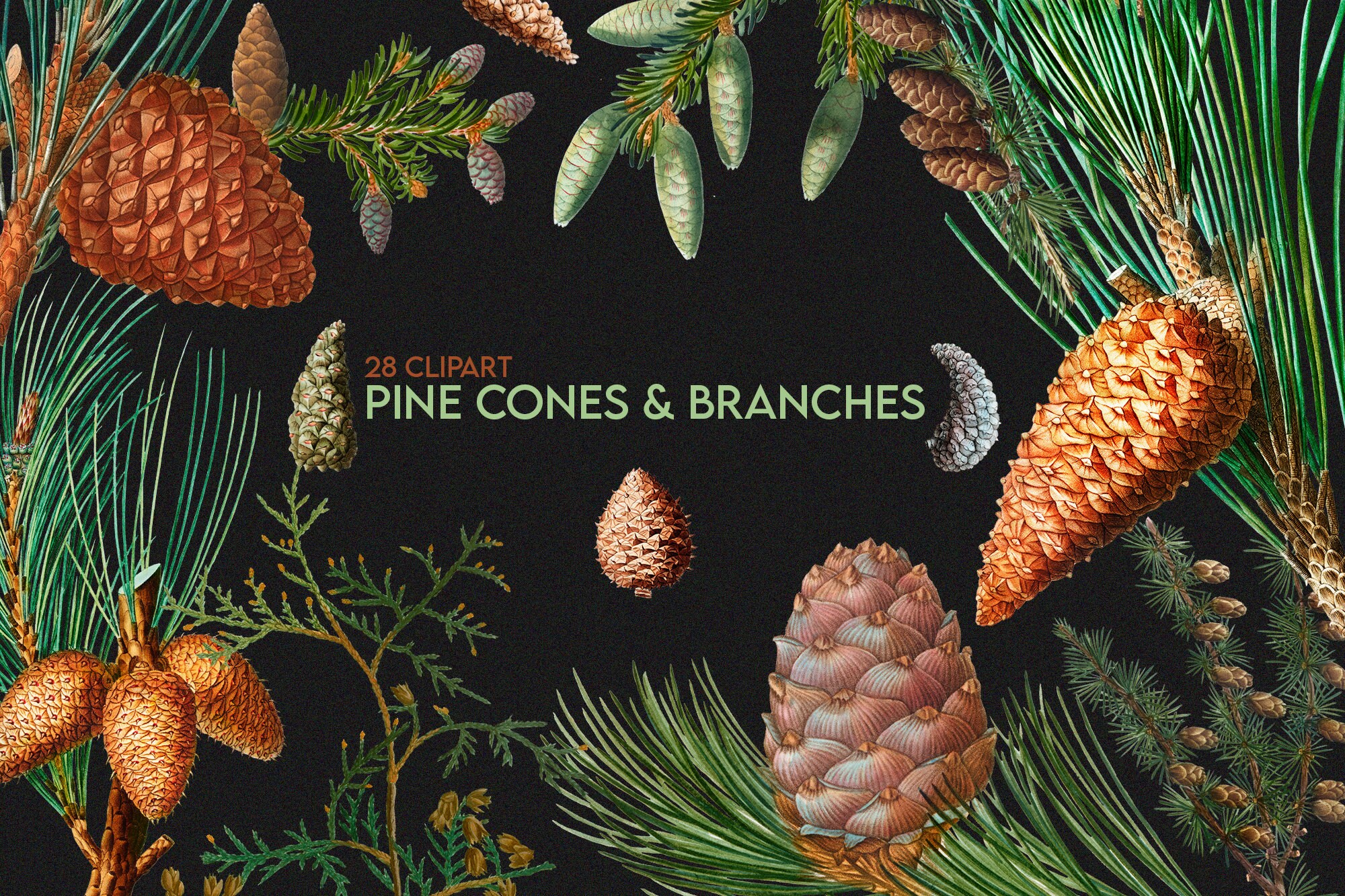 Christmas Pine Cone Clip Art