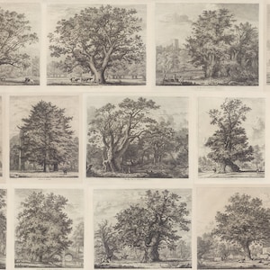 40+ Sylva Britannica or Portraits of Forest Trees, Vintage Trees ...