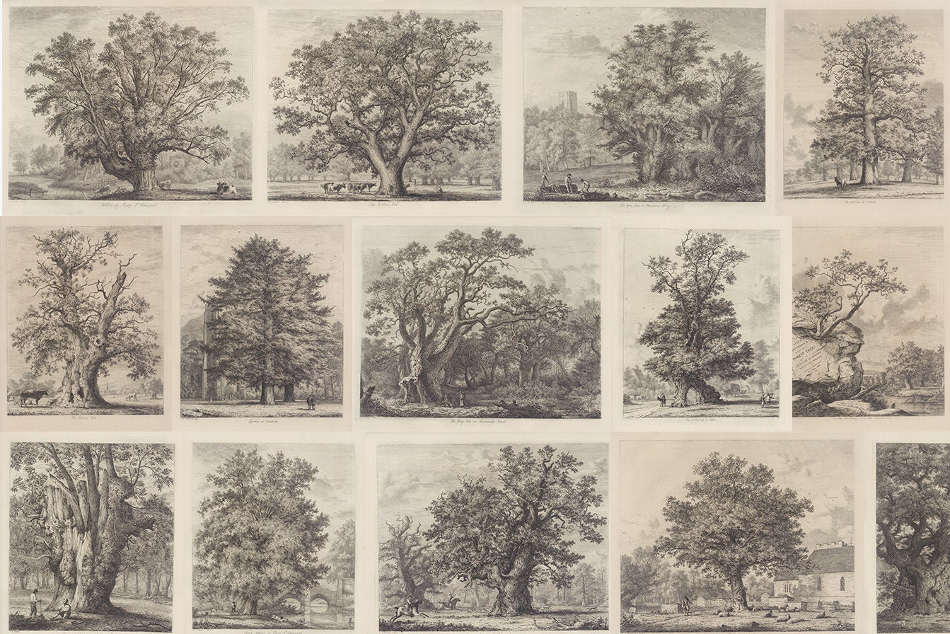40+ Sylva Britannica or Portraits of Forest Trees, Vintage Trees ...