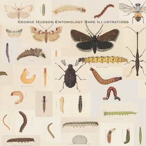 160+ George Hudson Entomology Rare Illustrations, Insects Printable ...