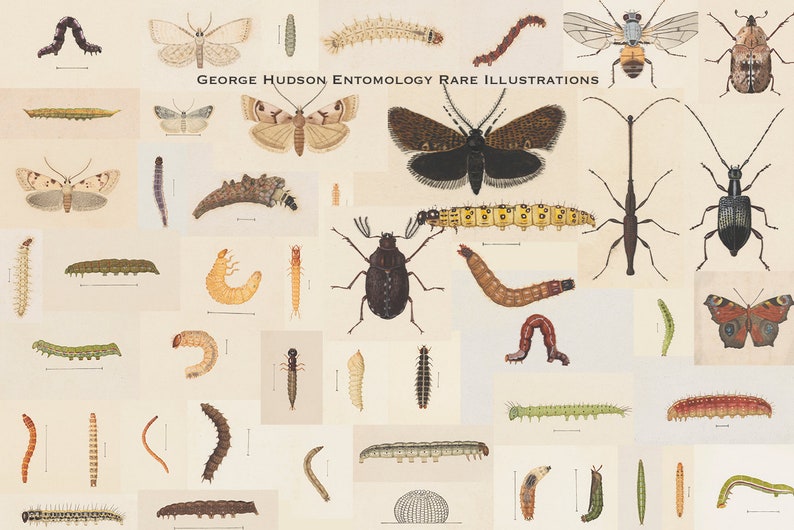 160 George Hudson Entomology Rare Illustrations, Insects Printable ...