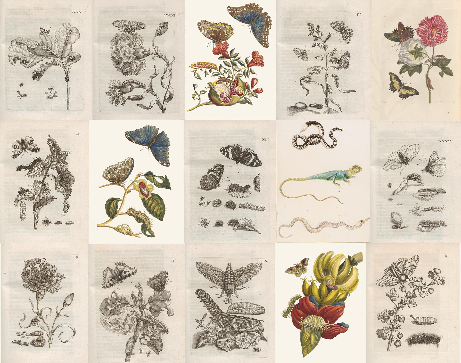 300+ Maria Sibylla Merian Rare Illustrations, HQ Printable Old School ...