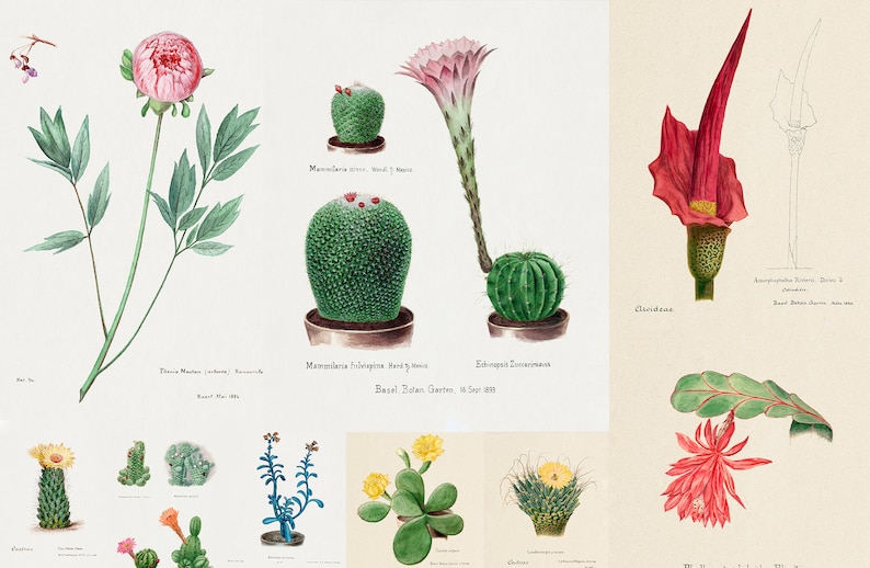 37 Familie Der Cacteen HQ Printable Cactus Illustrations Opuntia ...