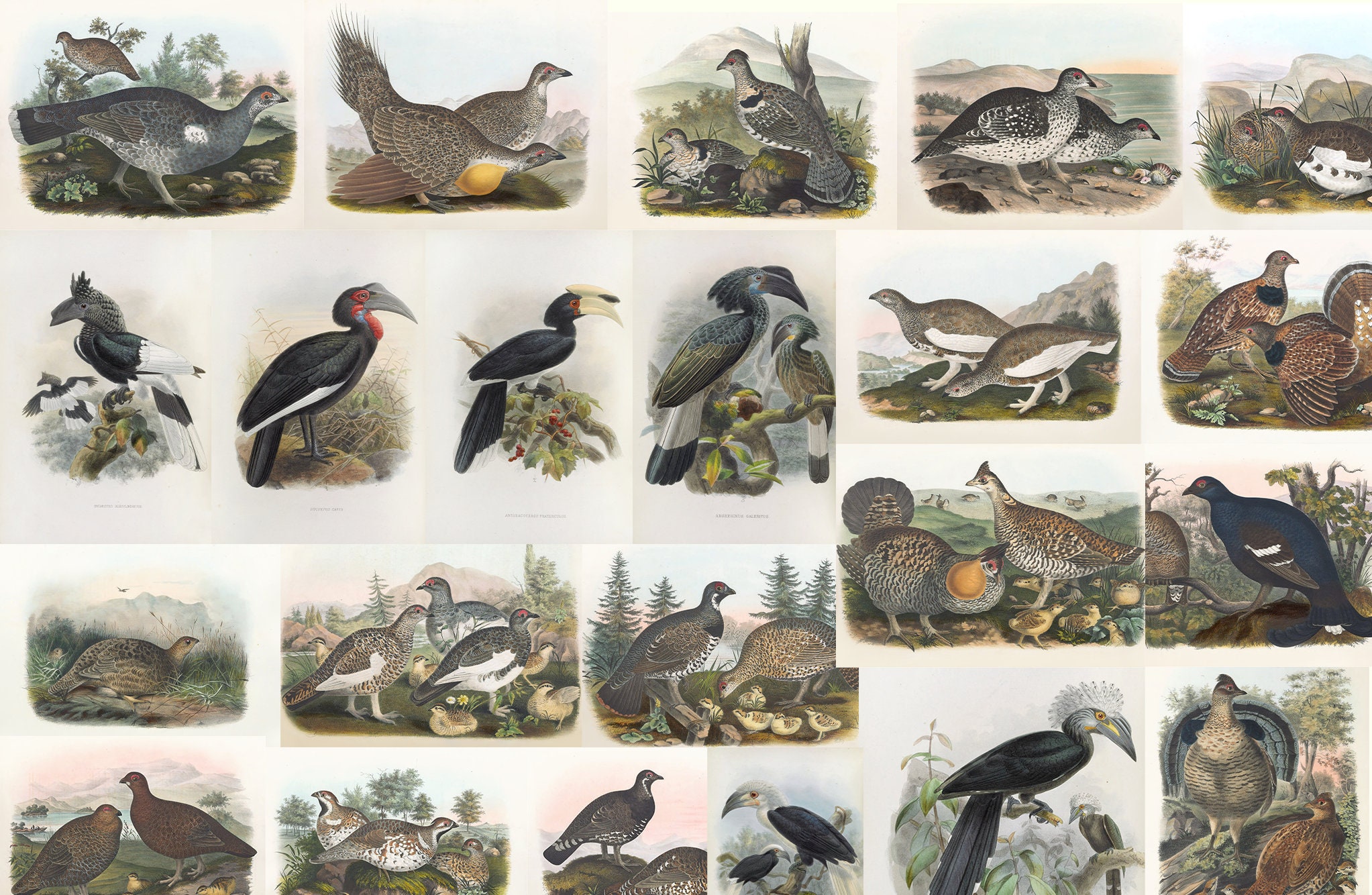 60+ Daniel Giraud Elliot Birds Illustrations, Printable Vintage Artwork ...