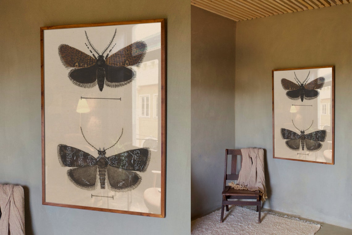 160 George Hudson Entomology Rare Illustrations, Insects Printable ...