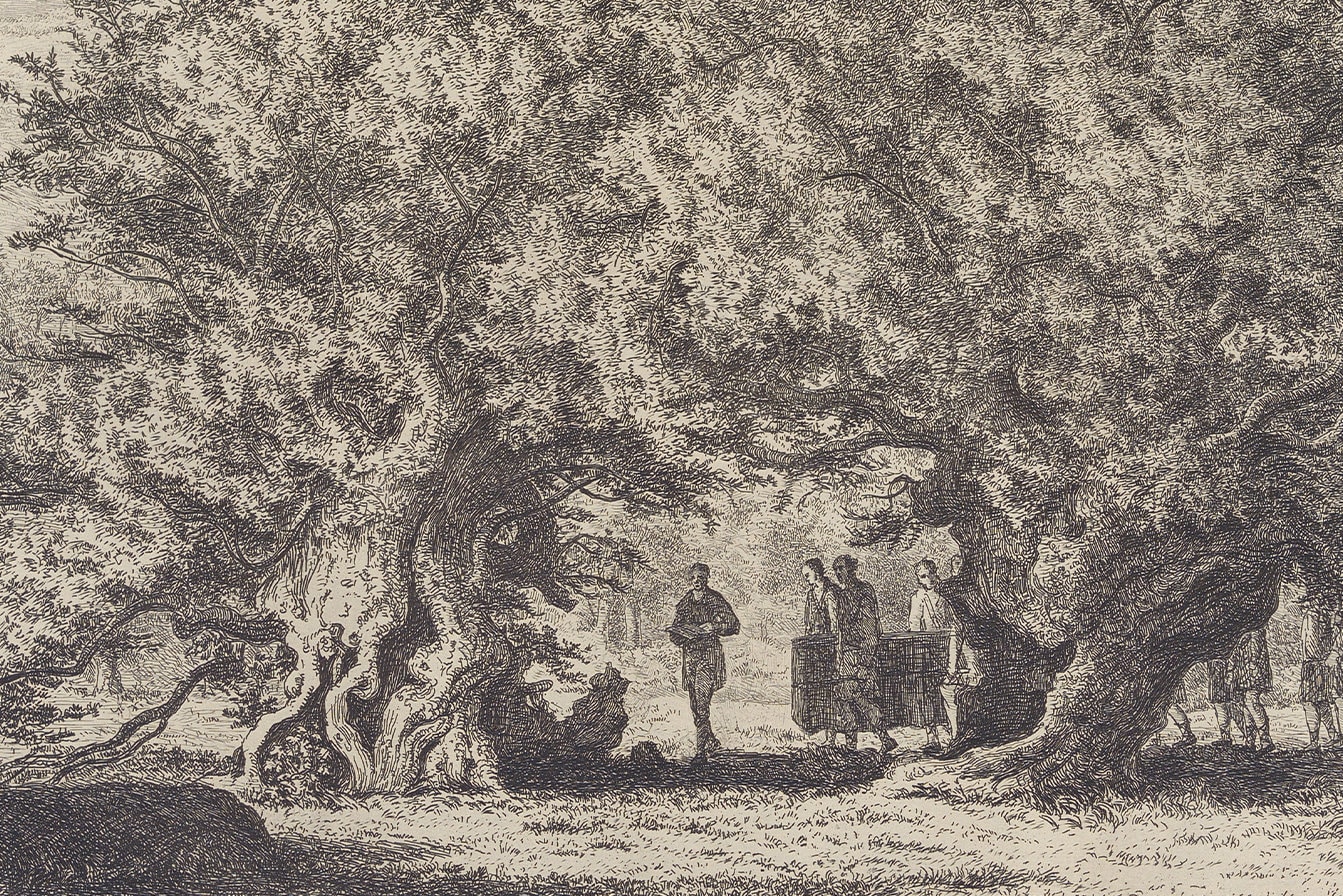 40+ Sylva Britannica or Portraits of Forest Trees, Vintage Trees ...