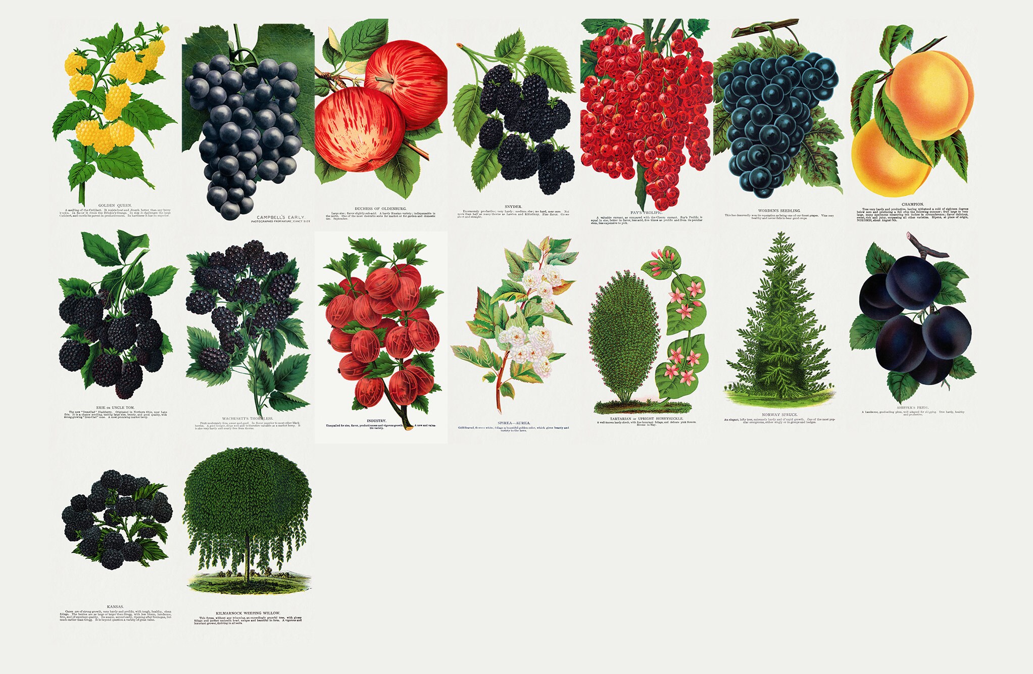 Botanical Specimen Illustrations + CLIPART Floriculture Ephemera for ...