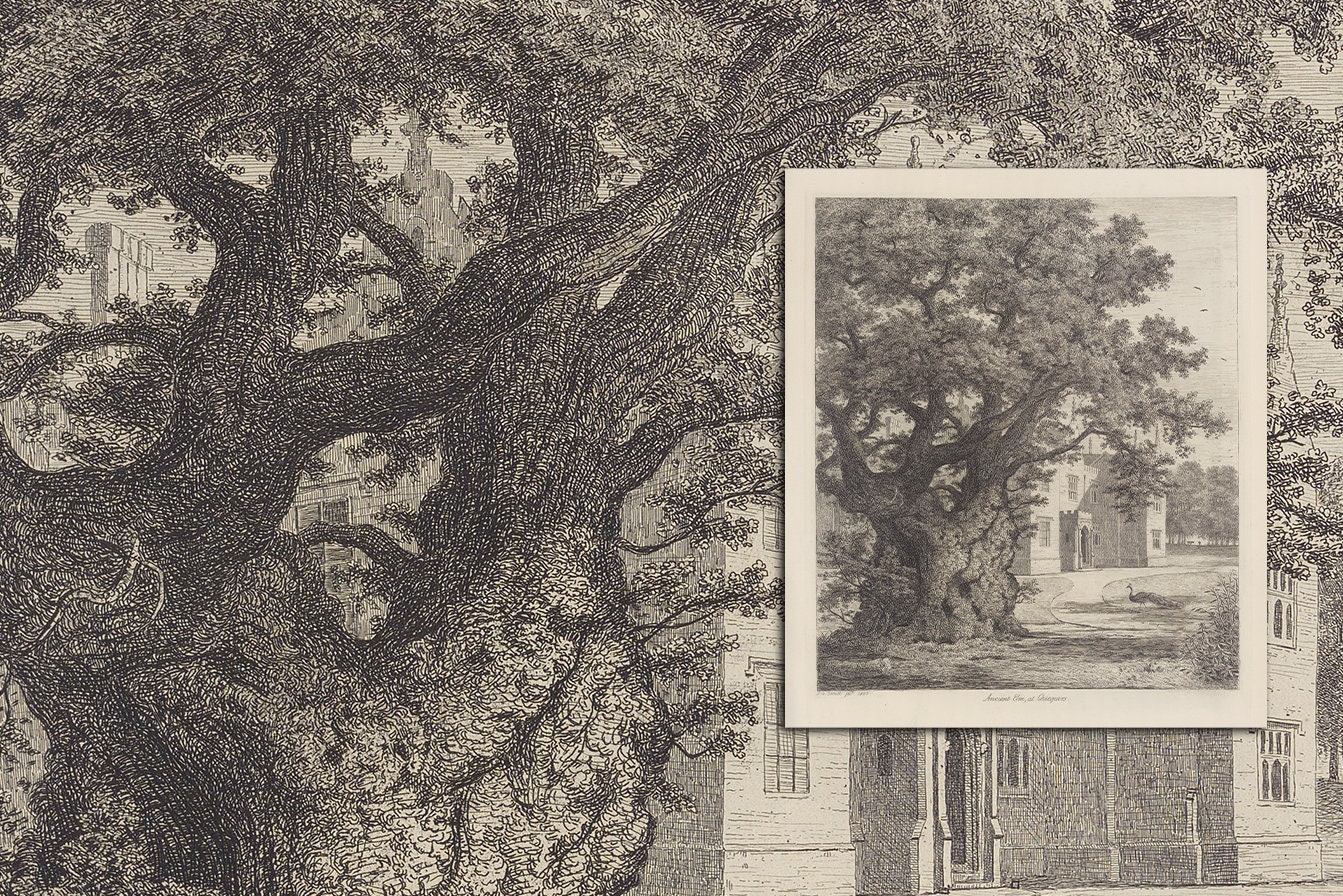 40+ Sylva Britannica or Portraits of Forest Trees, Vintage Trees ...