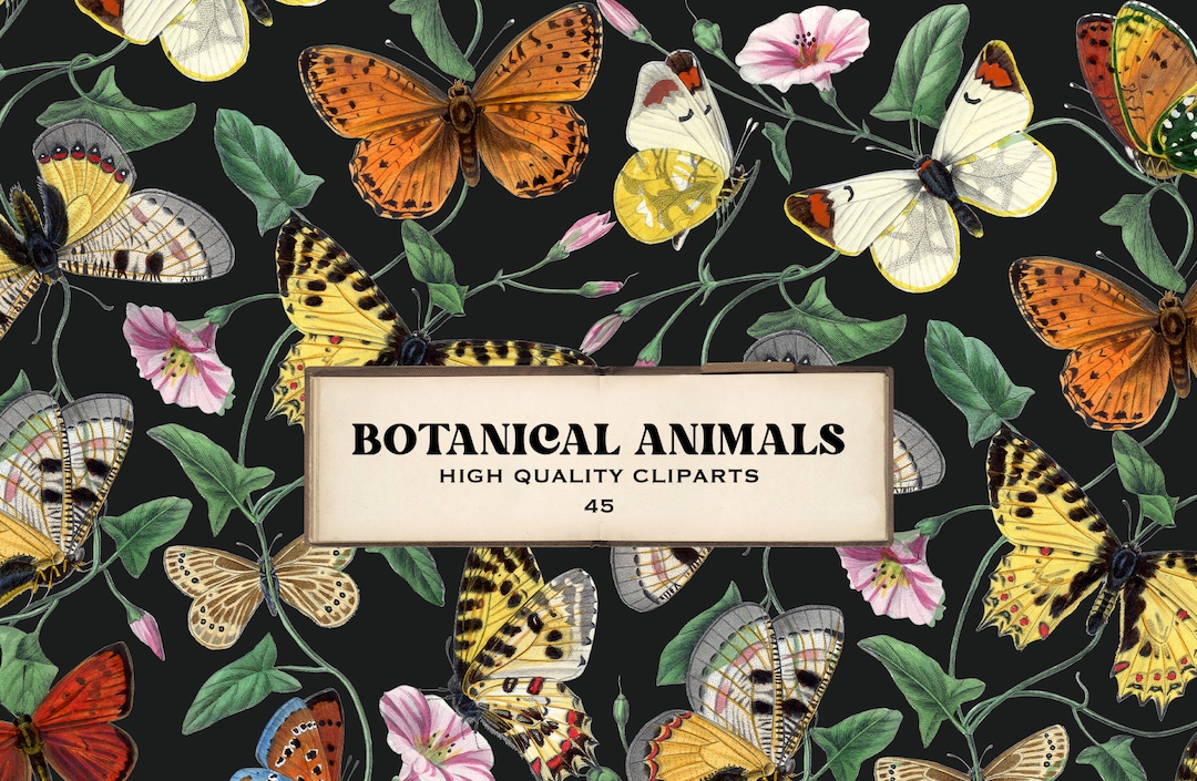 Botanical Animals.clipart PNG Insects Birds Warms Floral Vintage ...