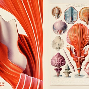 20 Old School Seashell Posters - Vintage Drawings Inspired by ARTHUR ...