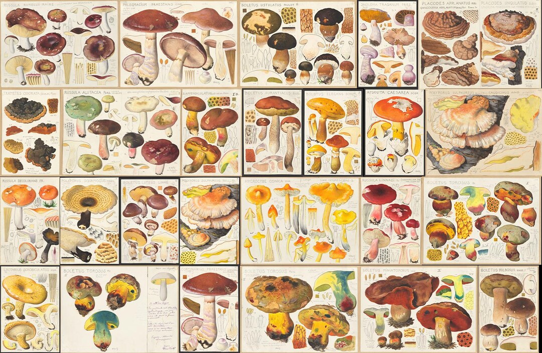 400+ Hans Walty Mega Bundle, Very Rare Illustrations, Mushrooms, Fungi ...