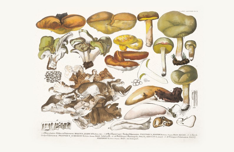 70+ Julius Vincenz Von Krombholz Mushrooms HQ Printable Fungi Chart ...