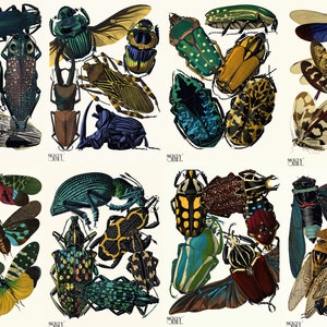 Eugene Seguy - Insectes Plate Art Nouveau 1920s French Antique Pochoir ...