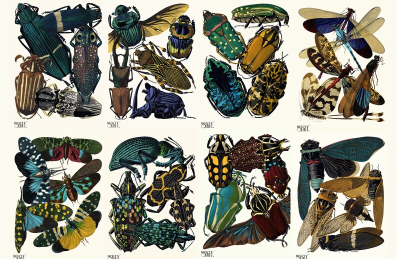 Eugene Seguy Insectes Plate Art Nouveau 1920s French Antique - Etsy