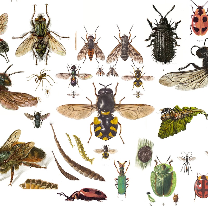 Insect Illustration - Etsy