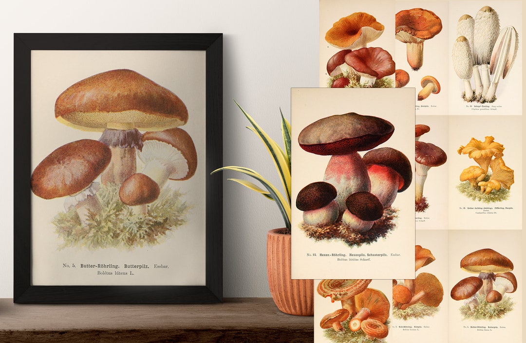 50+ Fuhrer Fur Pilzfreunde Mushrooms Art Print Fungi Colorful ...