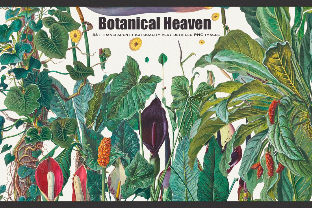 Botanical Heaven - Illustrations, HQ, Printable, Icones Aroidearum ...
