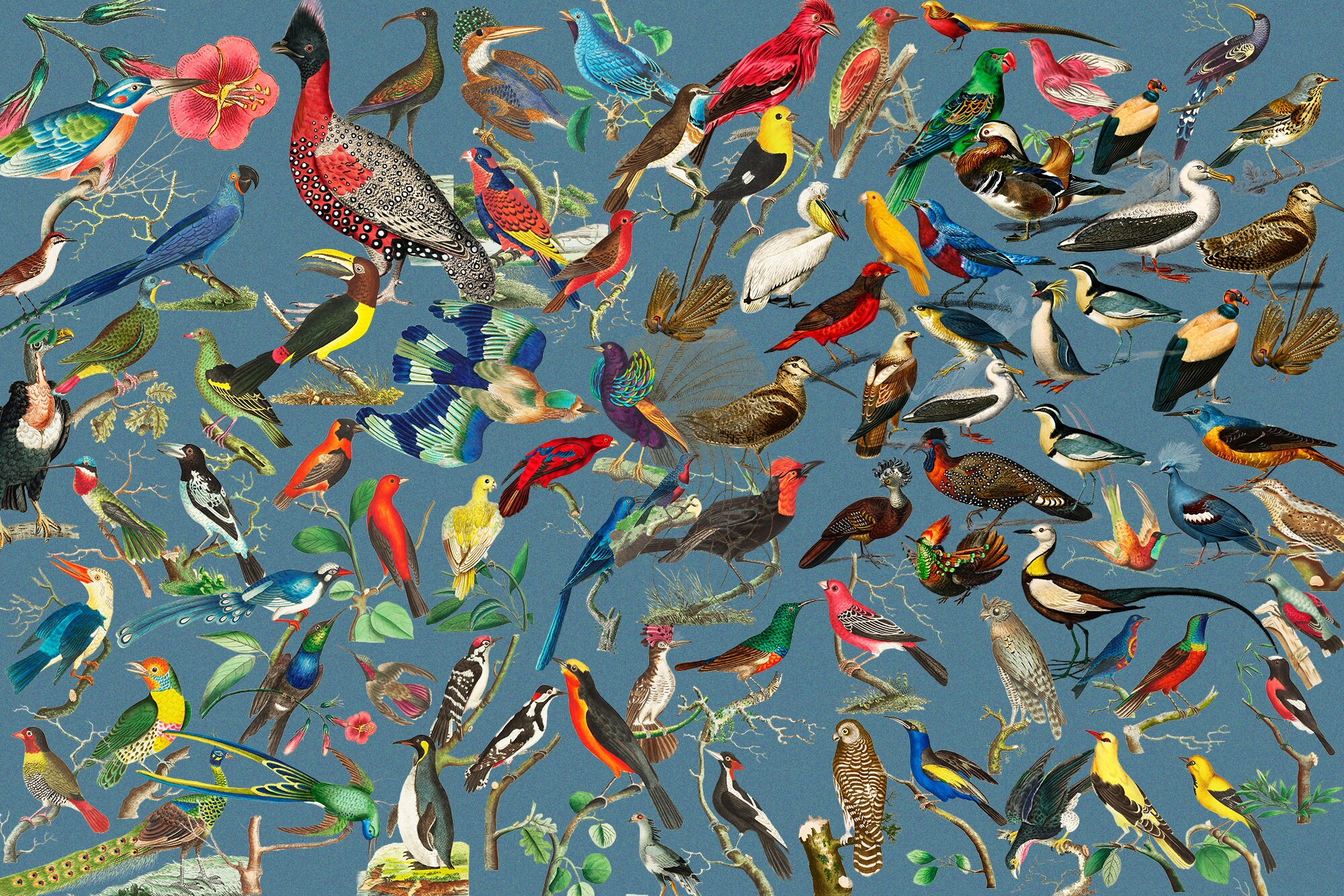 1160 Vintage Bird Illustratins PNG Clipart HQ Printable Rare Collage ...