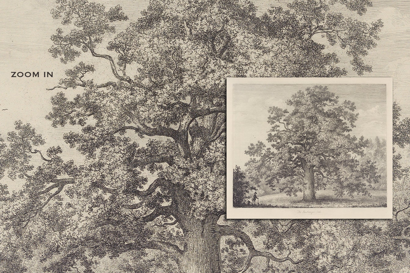 40+ Sylva Britannica or Portraits of Forest Trees, Vintage Trees ...