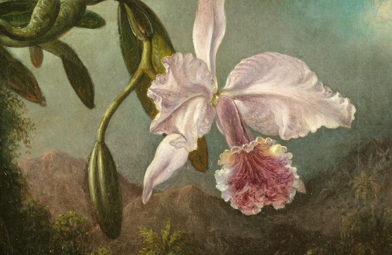 40 Martin Johnson Heade HQ Printable Paintings Orchids Hummingbirds ...