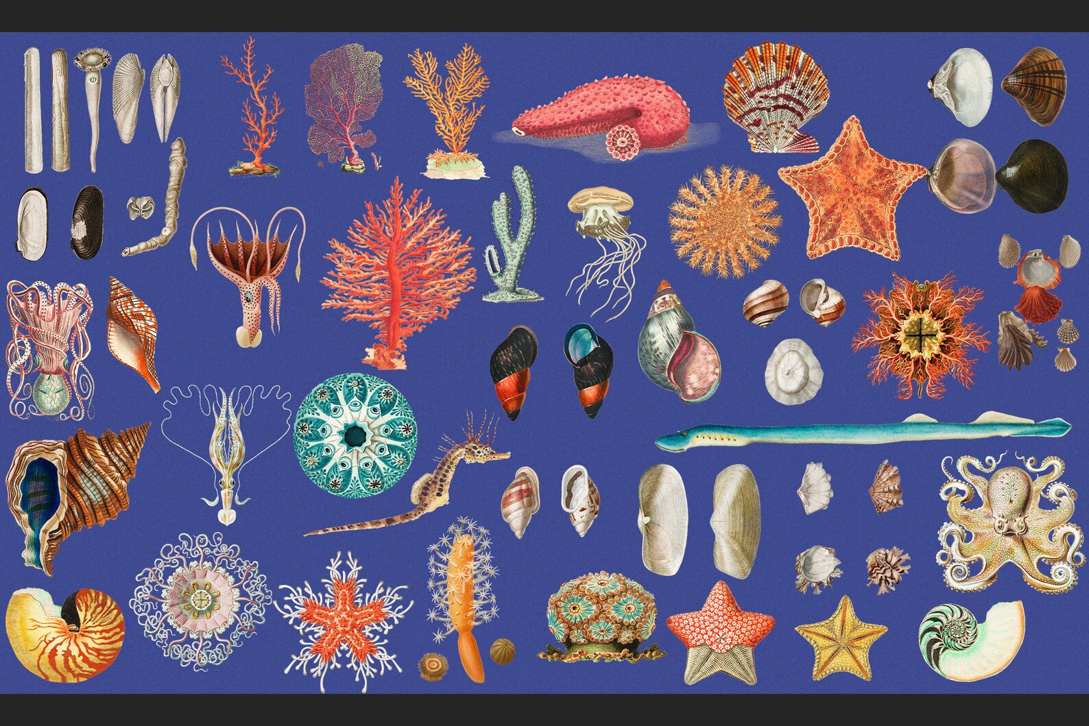 280 Cute Sea World Animals HQ PNG Clipart Vintage Illustrations ...