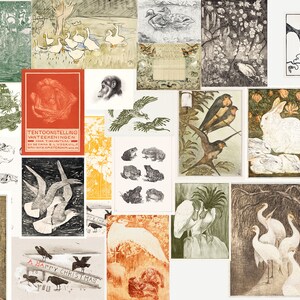 160 Theo Van Hoytema Paintings Peacock Birds Tattoo Line Art Chicken ...