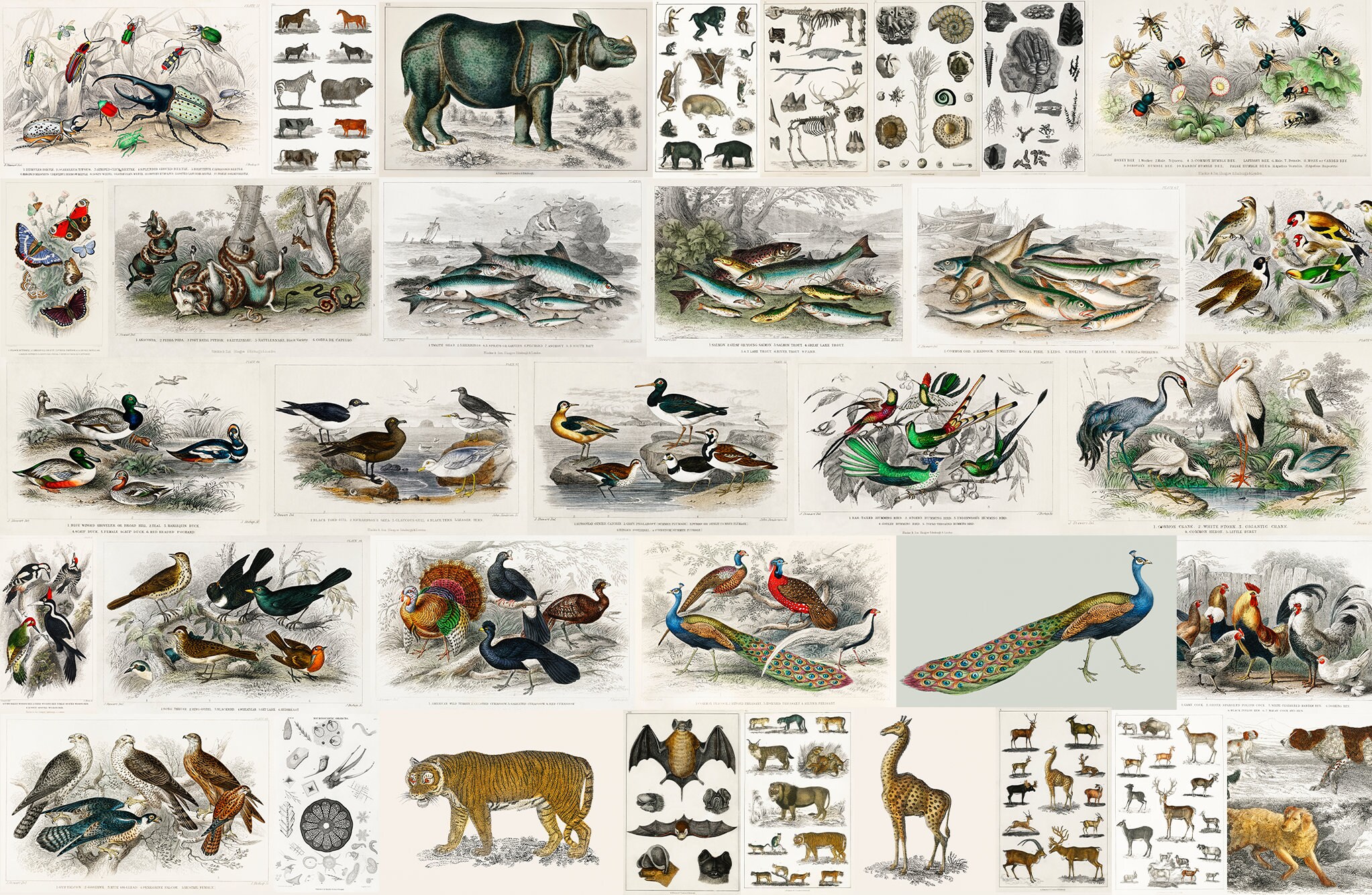 130 Oliver Goldsmith HQ Printable Illustrations Vintage Llithographs ...