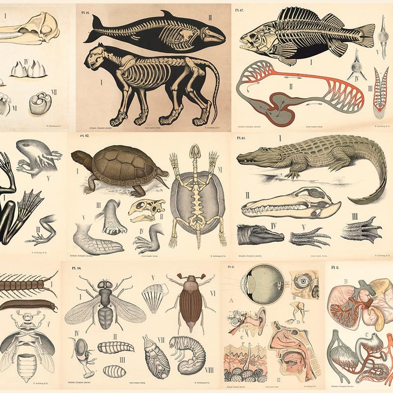 Animal Science Digital - Etsy UK