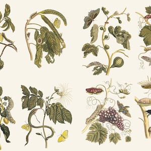 60+ Maria Sibylla Merian Rare HQ Illustrations Flowers Botanicals ...