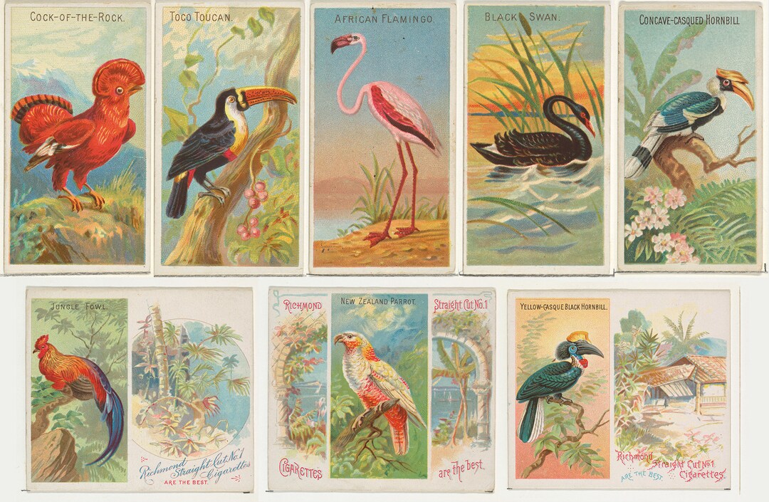 100+ Trade Cards From the "birds of the Tropics" Series 1889 Lithograph ...