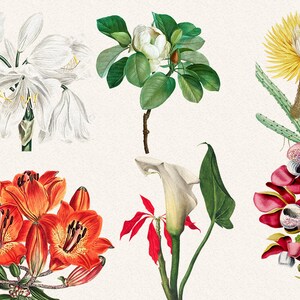 Flowers Illustrations, 100 Printable , Graphic Design, Collage Art ...