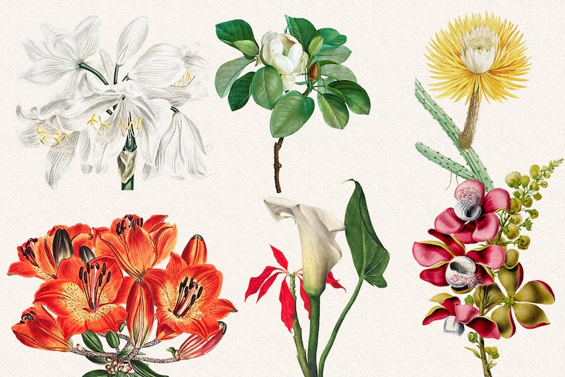 Flowers Illustrations, 100 Printable , Graphic Design, Collage Art ...