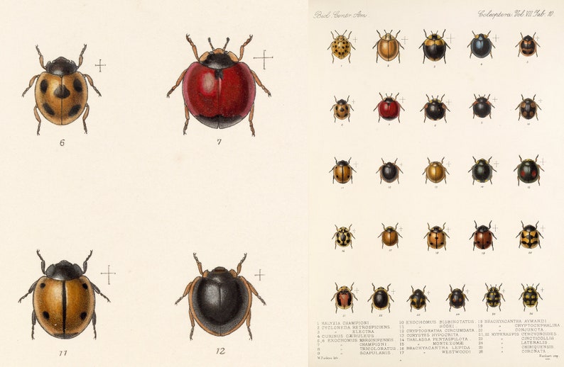 300+ Insecta Coleoptera HQ Printable Illustrations by Frederick Ducane ...