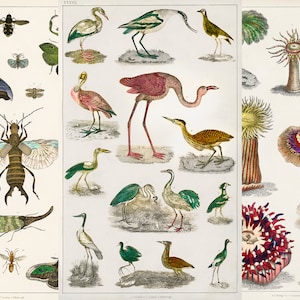 130+ Oliver Goldsmith HQ Printable Illustrations Vintage Llithographs ...