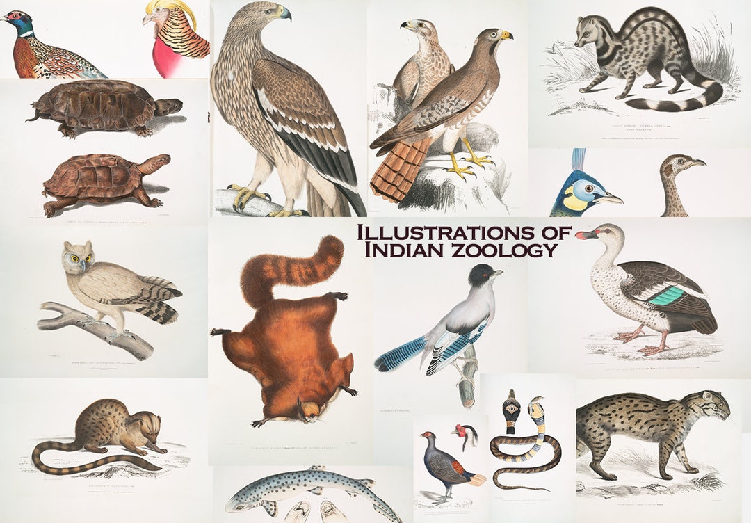 200 Illustrations of Indian Zoology, HQ Printable Rare Exotic Animals ...