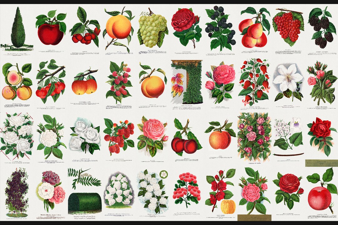 120+ Botanical Specimen Plates HQ Printable Vintage Botanicals ...