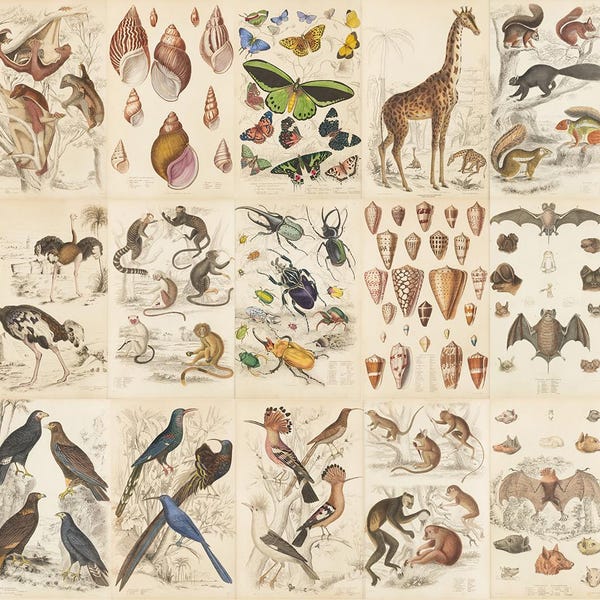 Zoology Digital Art - Etsy