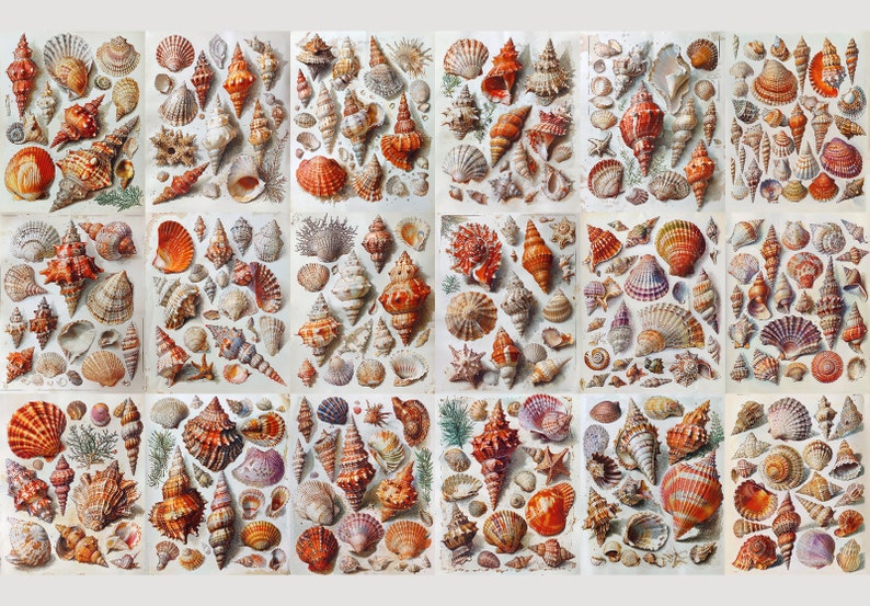 Unique Seashell Posters 50 HQ Printable Old School Wall Art Posters ...