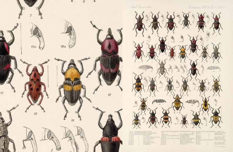 300+ Insecta Coleoptera HQ Printable Illustrations by Frederick Ducane ...