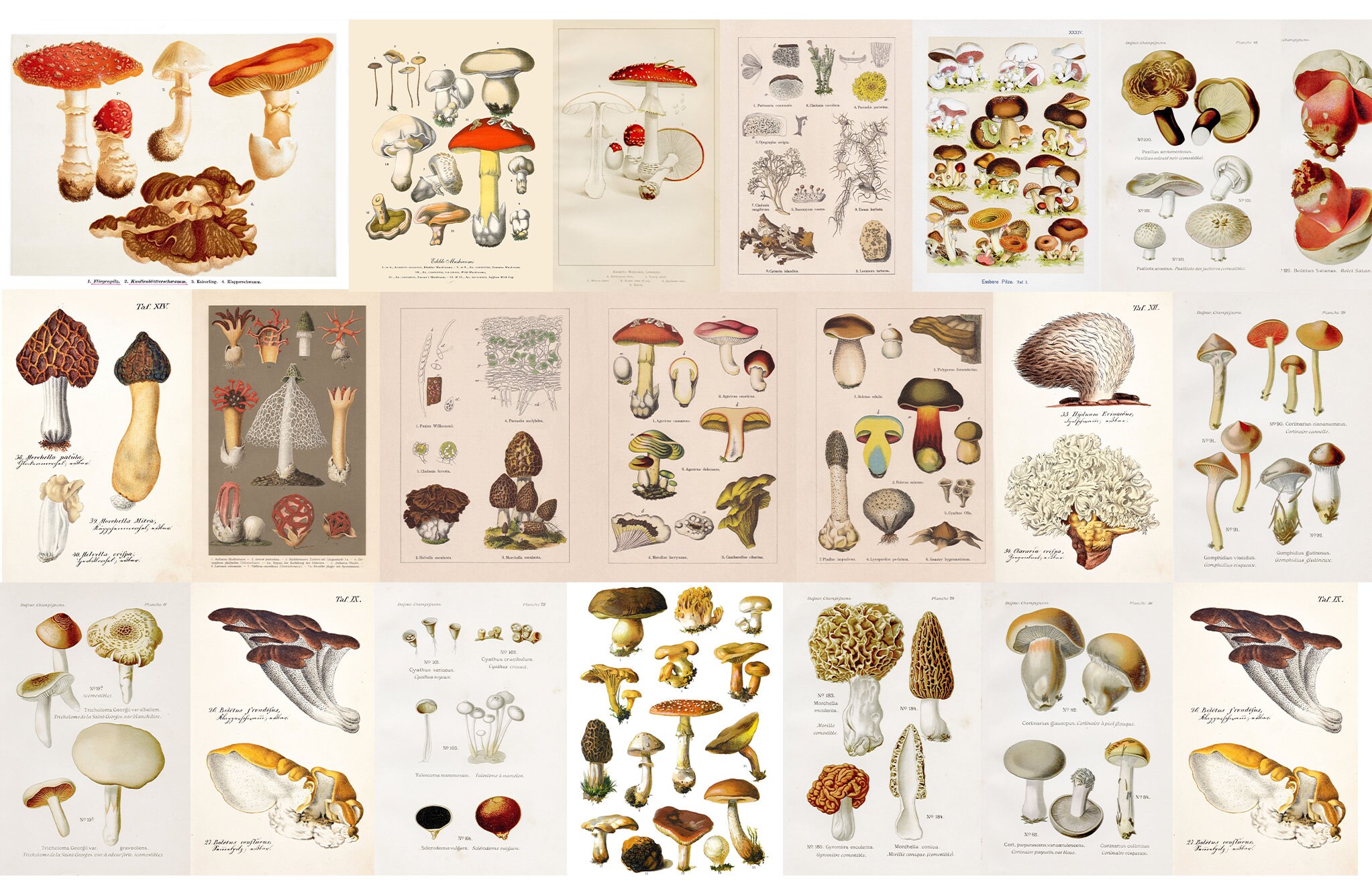120+ Mushroom Lithograph Printable Illustrations Chromolithograph ...