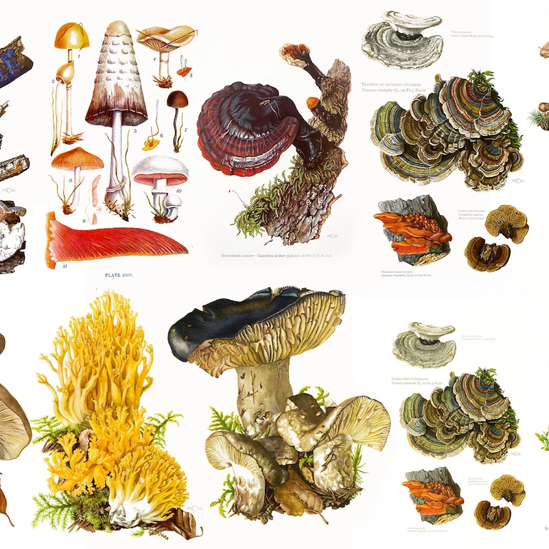 Mushroom Drawing Poster - Etsy