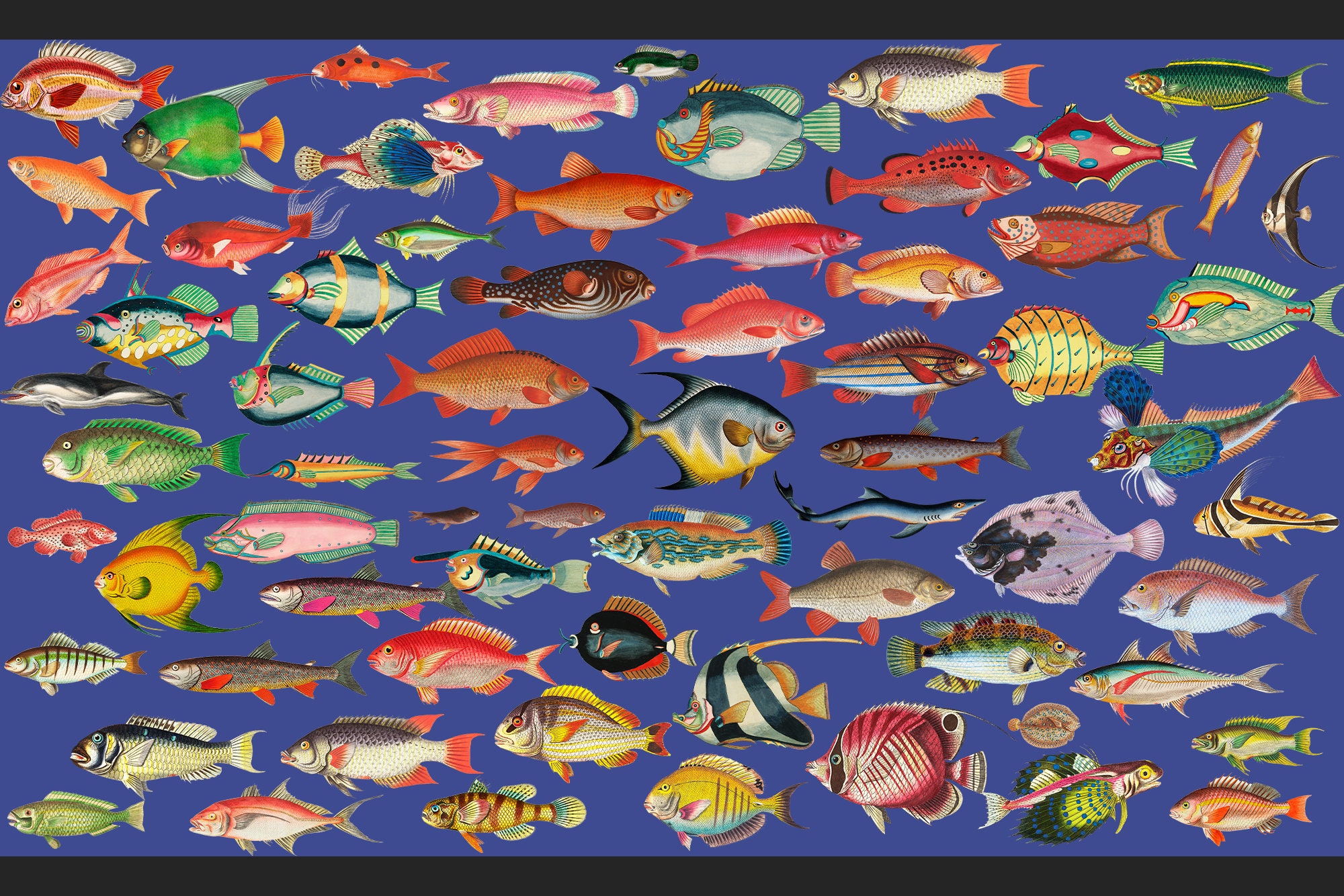 280 Cute Sea World Animals HQ PNG Clipart Vintage Illustrations ...