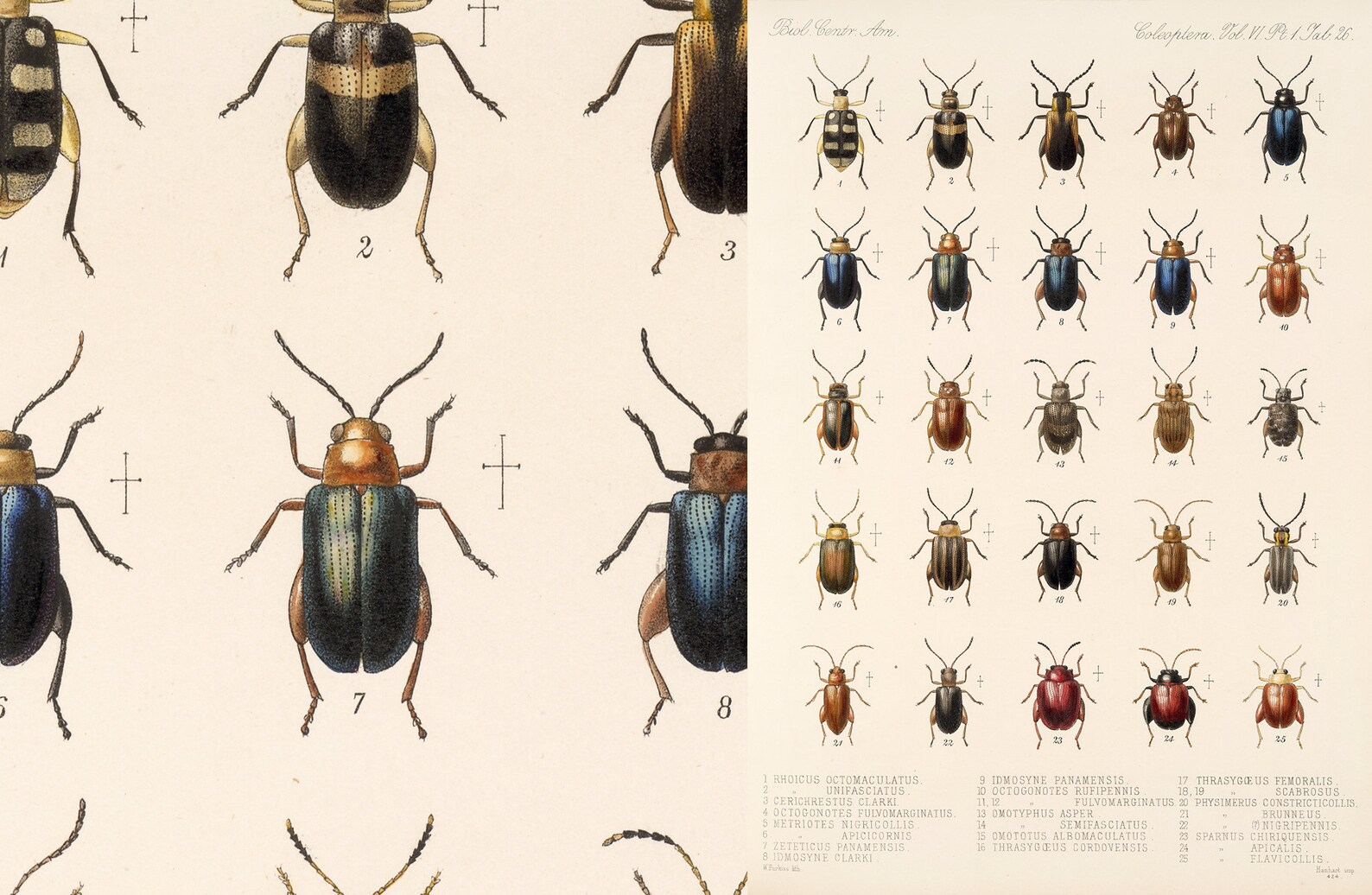 300+ Insecta Coleoptera HQ Printable Illustrations by Frederick Ducane ...