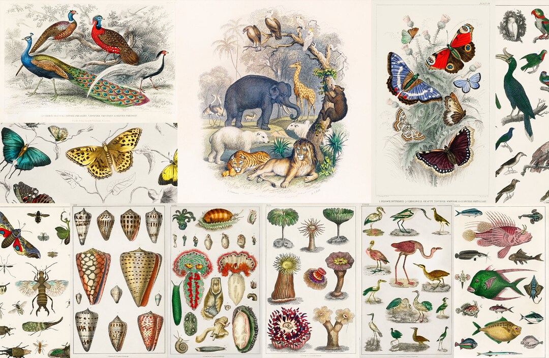 130+ Oliver Goldsmith HQ Printable Illustrations Vintage Llithographs ...