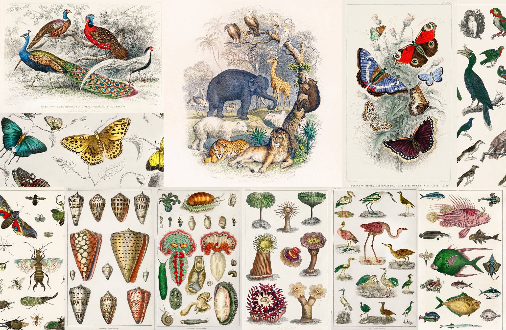 130+ Oliver Goldsmith HQ Printable Illustrations Vintage Llithographs ...