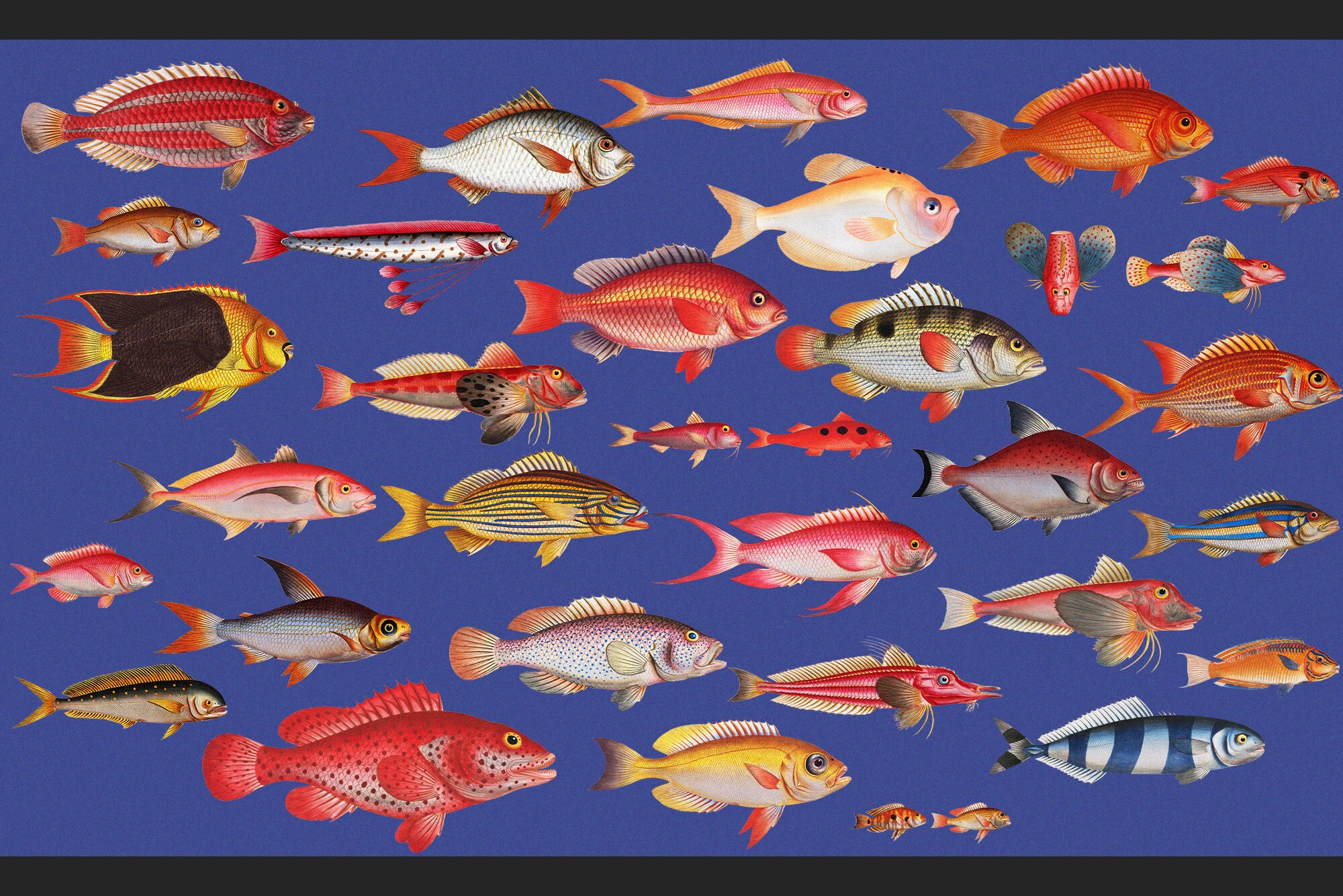 280 Cute Sea World Animals HQ PNG Clipart Vintage Illustrations ...