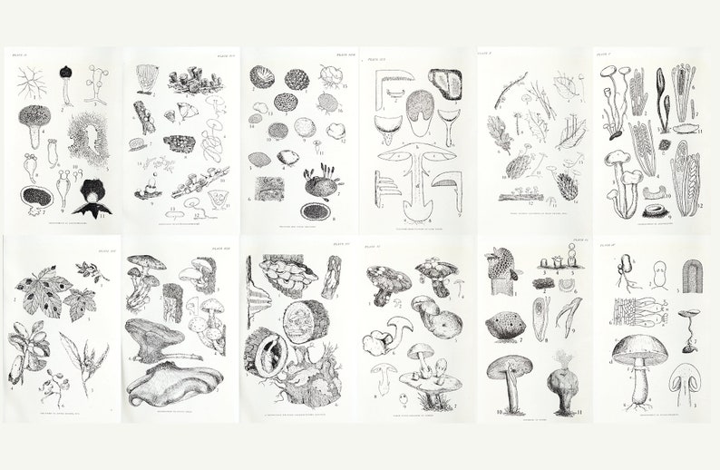 Fungi and How to Know Them 1909 Illustraions by Mary K. Spittal ...